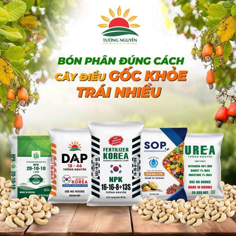 Kỹ Thuật Bón Phân Cho Cây Điều - TƯỜNG NGUYÊN
